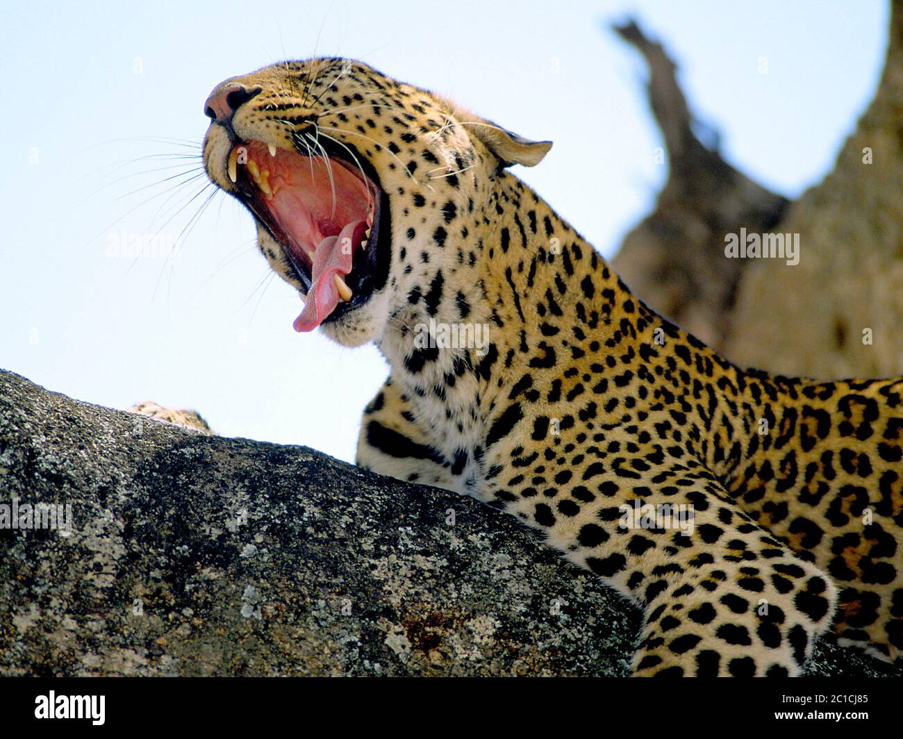 Leopard in the tree Stock Photo - Alamy