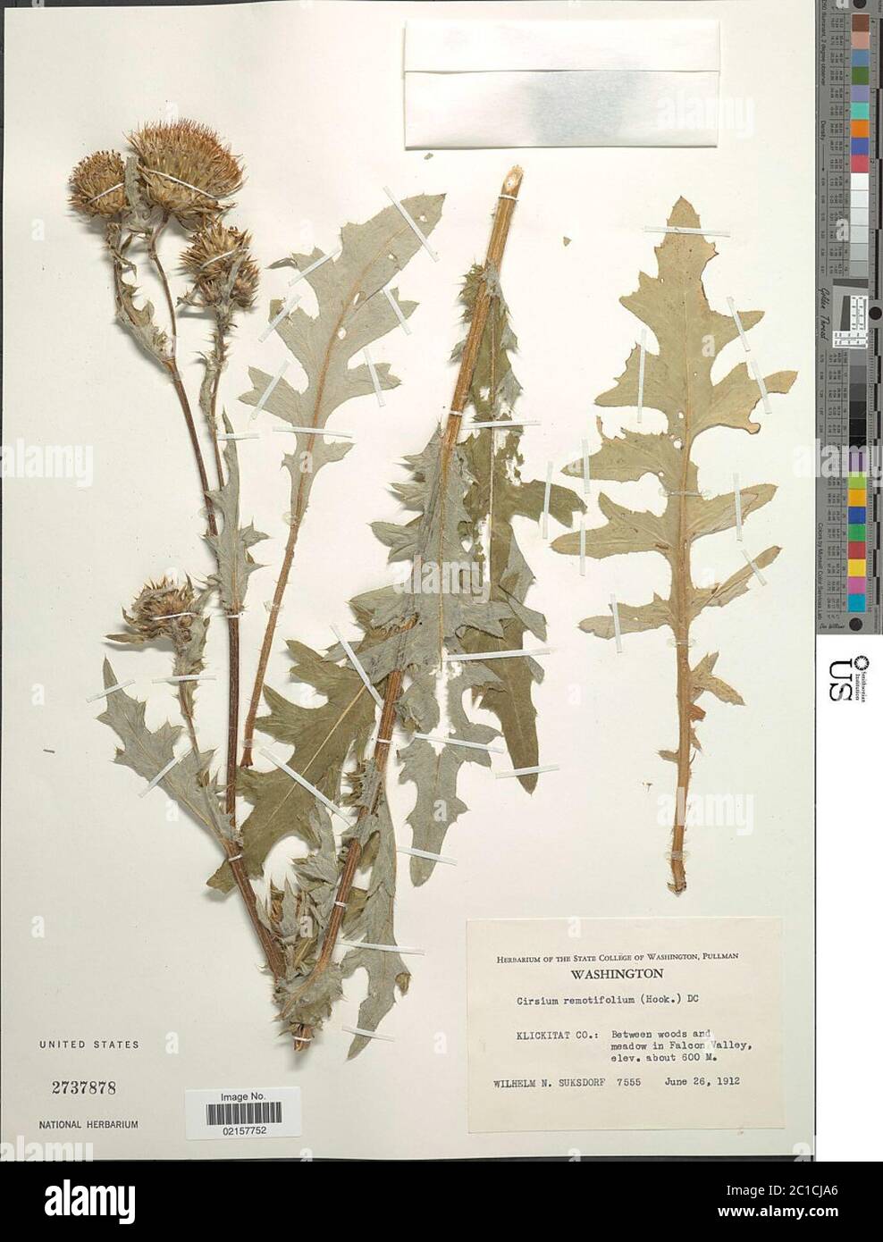 Cirsium remotifolium Hook DC Cirsium remotifolium Hook DC Stock Photo ...