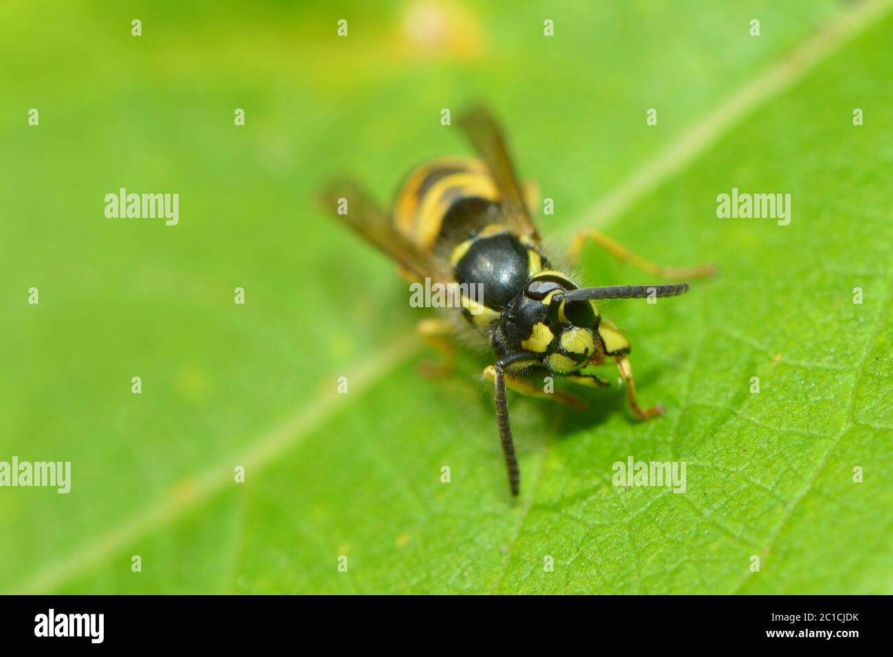 Wasp sting skin hi-res stock photography and images - Alamy