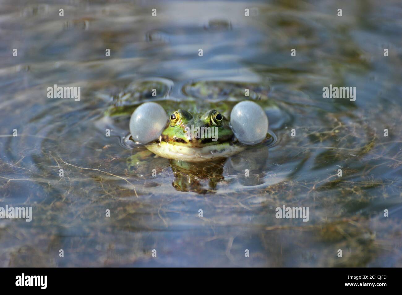 Sound frog hi-res stock photography and images - Alamy