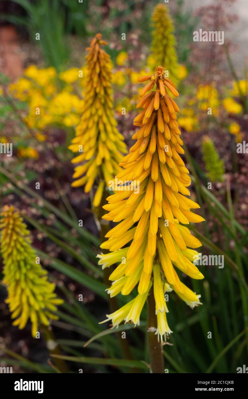 Red Hot Pokers Plant High Resolution Stock Photography and Images - Alamy