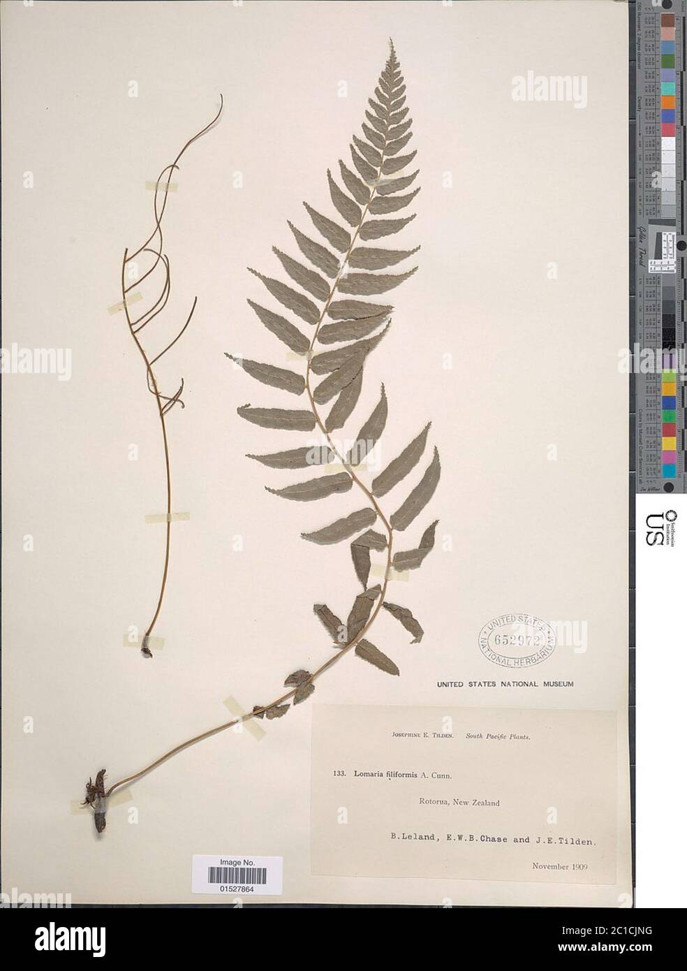 Filiforme hi-res stock photography and images - Alamy