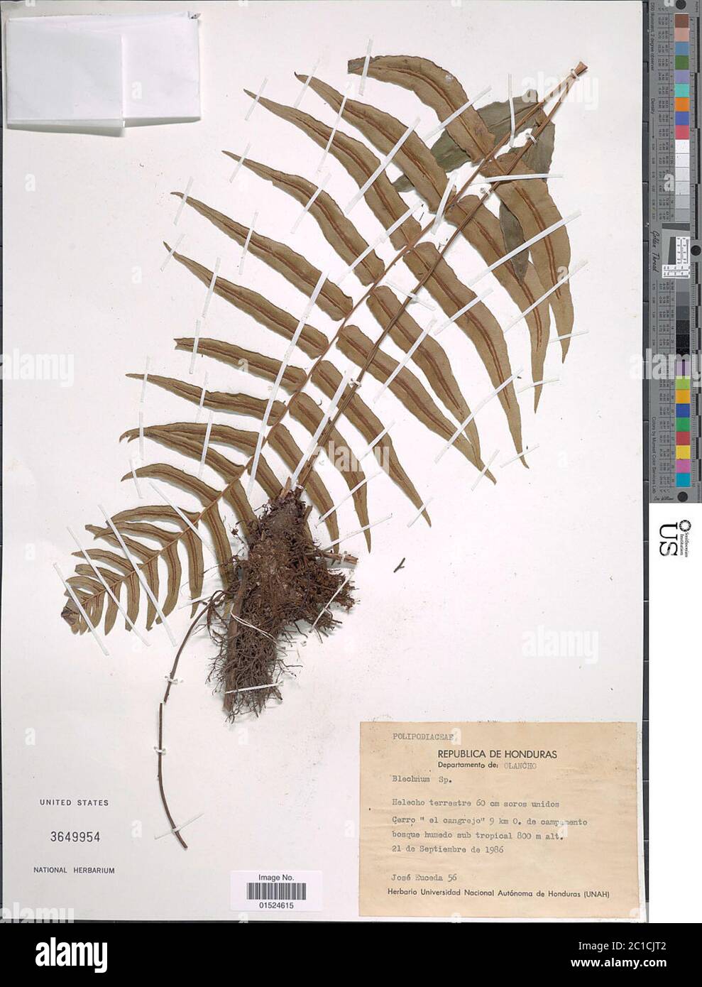 Blechnum sp Blechnum sp Stock Photo - Alamy