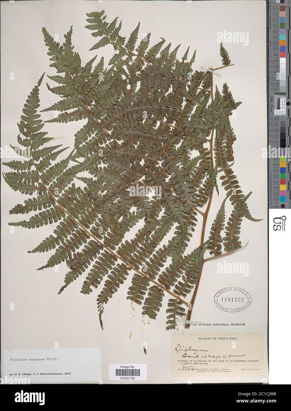 Expansum hi-res stock photography and images - Alamy