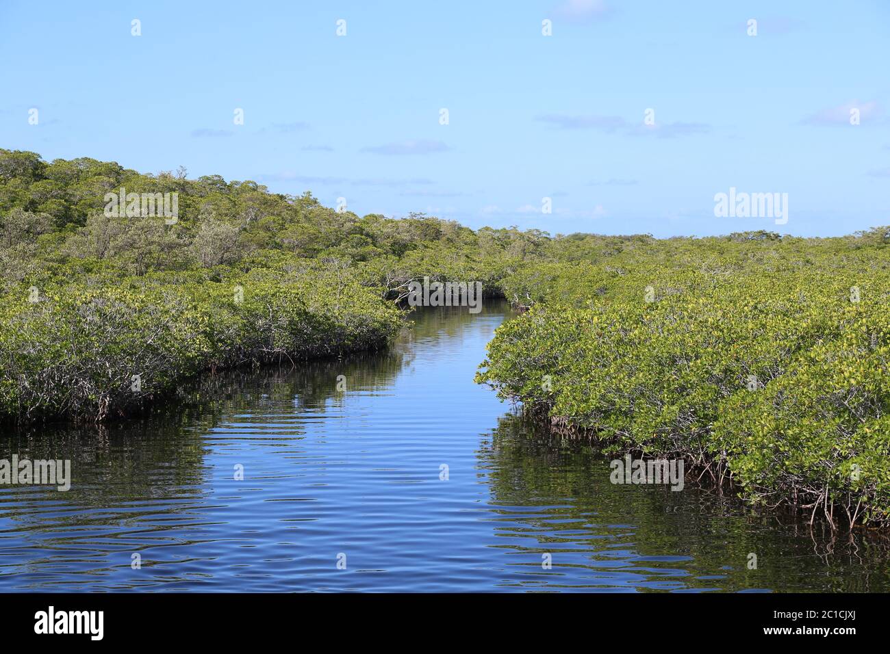 Mangroves brazil hi-res stock photography and images - Alamy