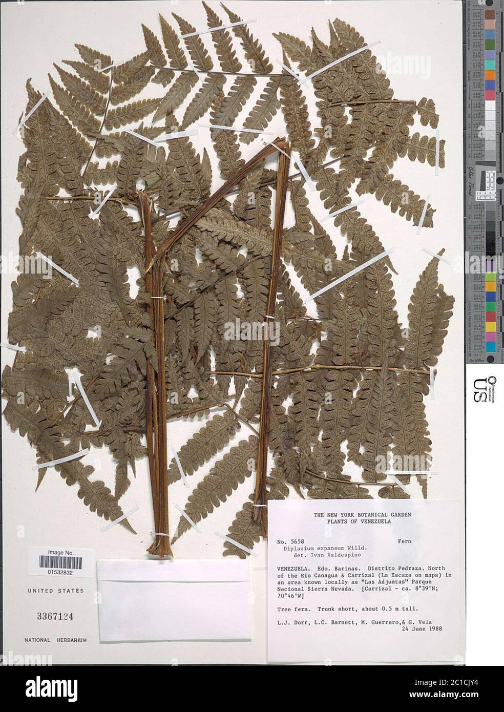 Expansum hi-res stock photography and images - Alamy