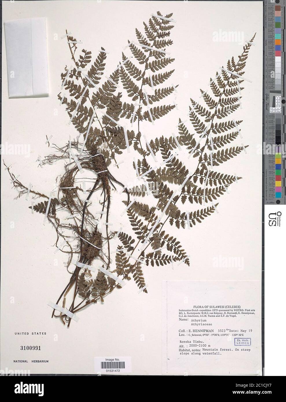 Athyrium sp hi-res stock photography and images - Alamy