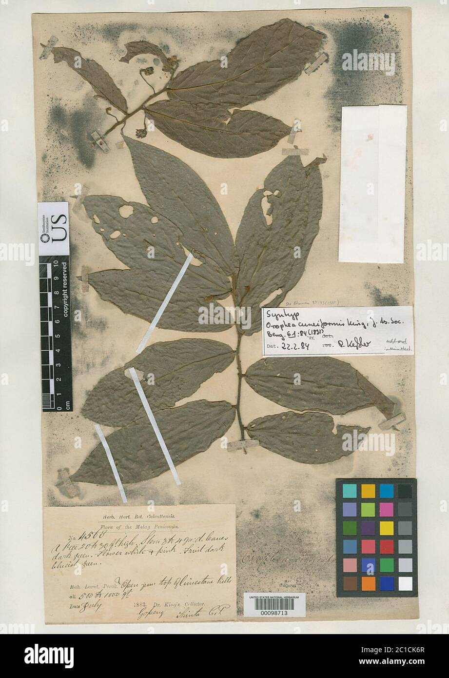 Orophea cuneiformis King Orophea cuneiformis King Stock Photo - Alamy