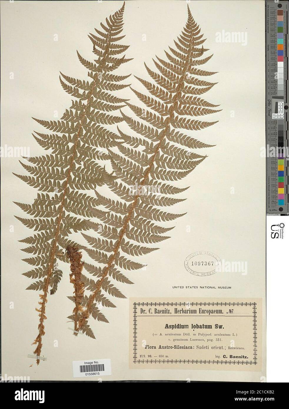 Polystichum aculeatum Polystichum aculeatum Stock Photo - Alamy