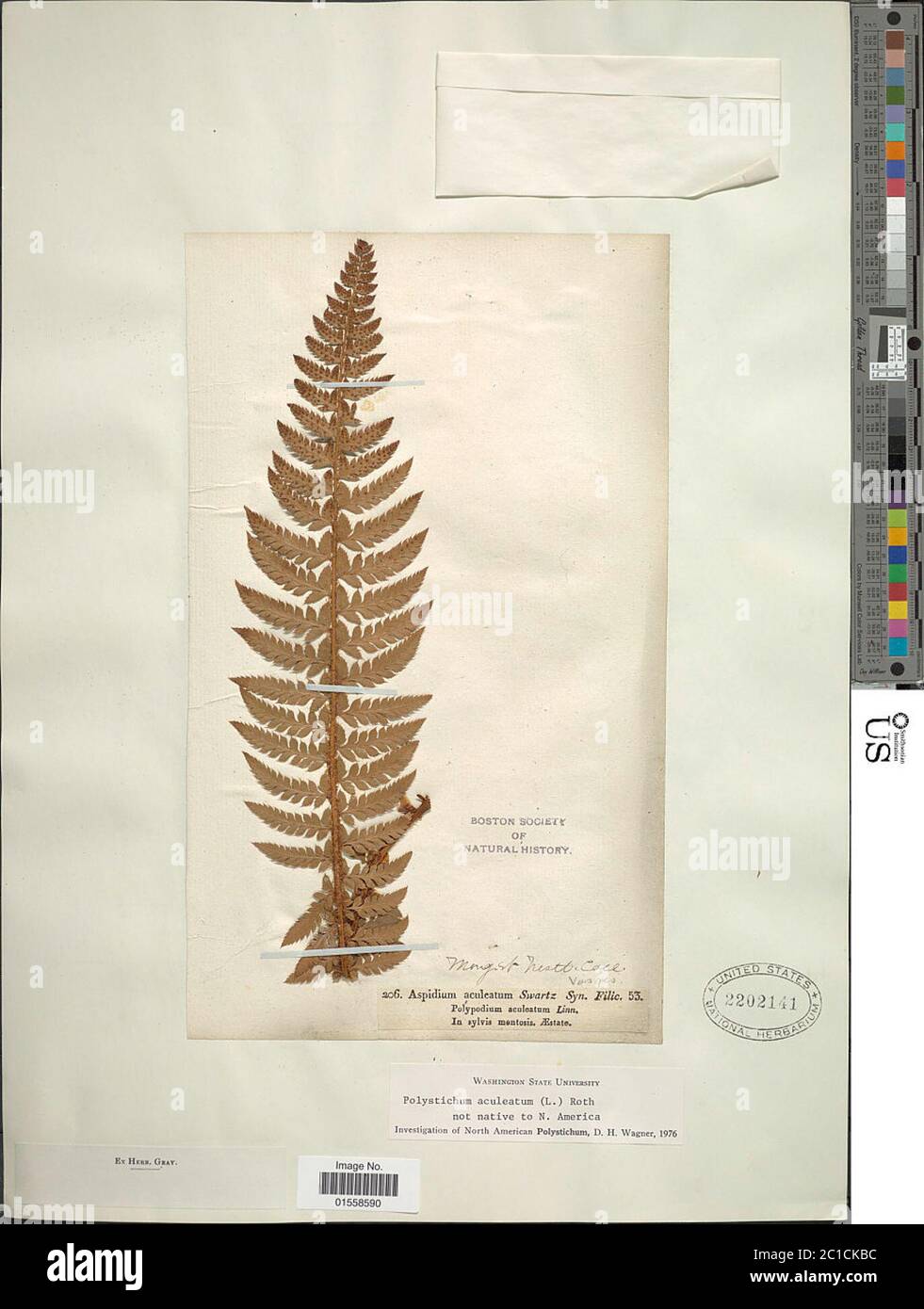 Polystichum aculeatum Polystichum aculeatum Stock Photo - Alamy