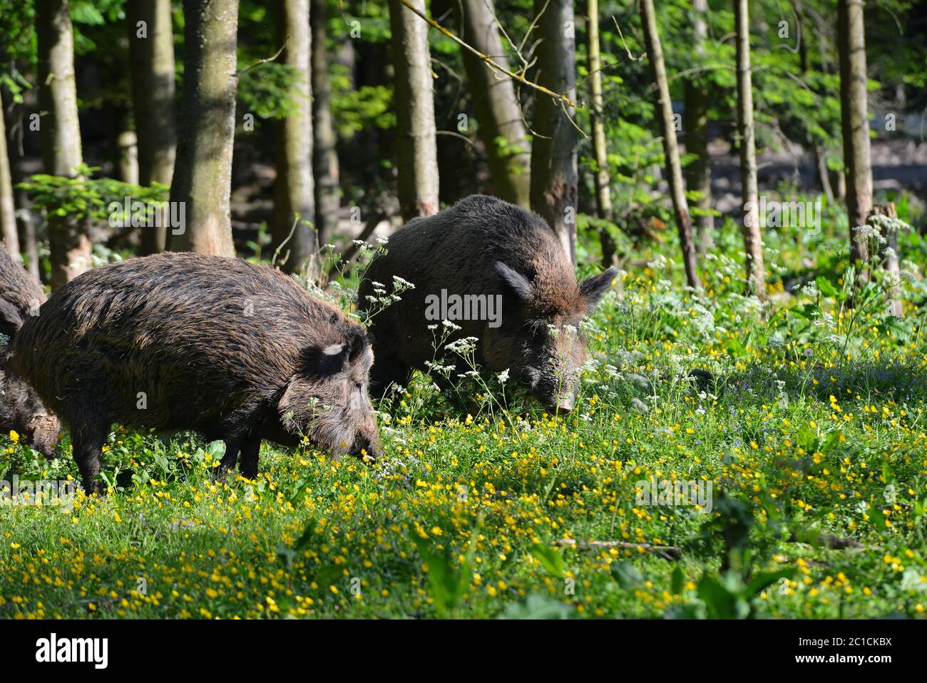 Wild boars in the clearing Stock Photo - Alamy