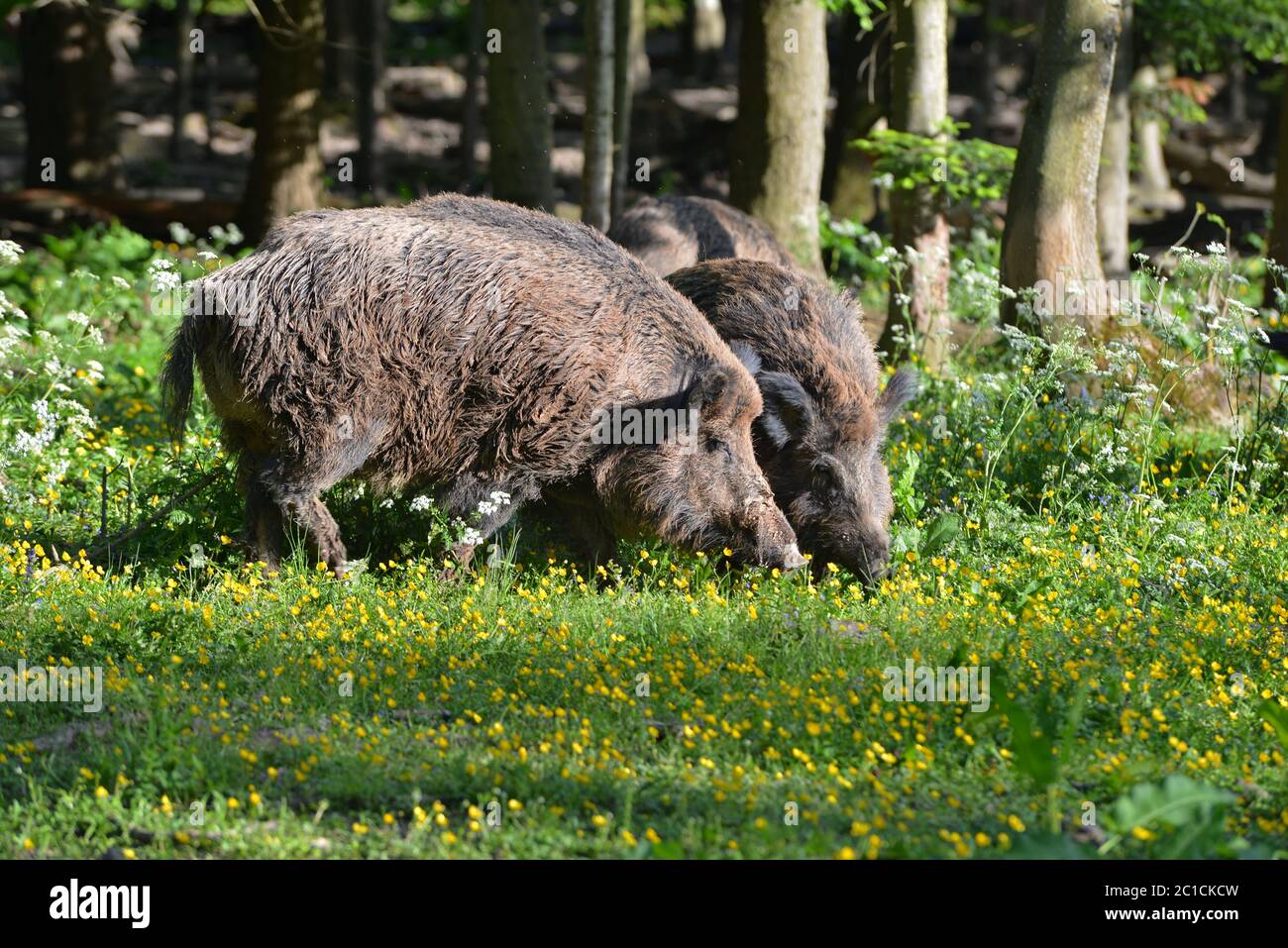 Wild boars in the clearing Stock Photo - Alamy