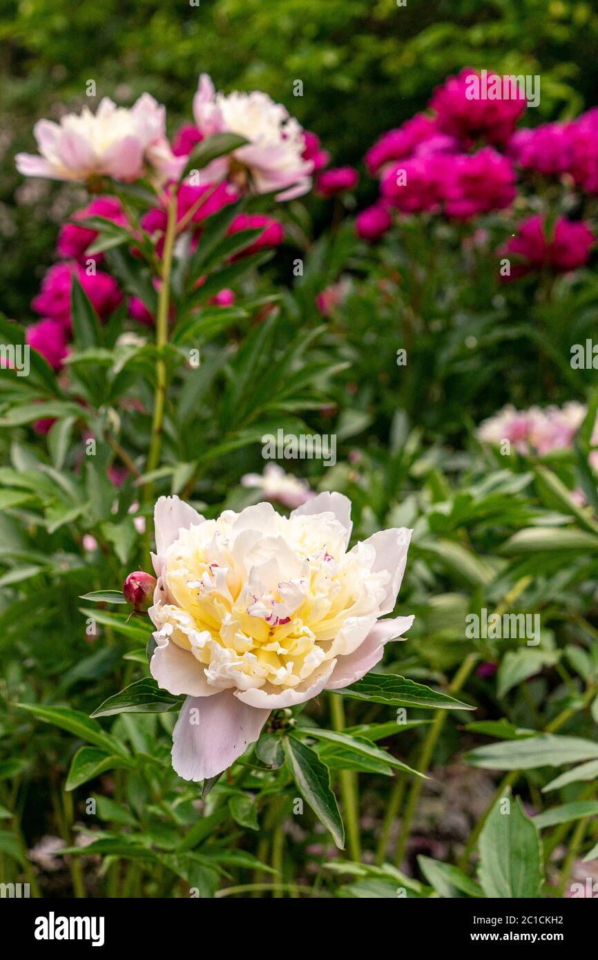 Colourful peonies growing in the garden Stock Photo - Alamy