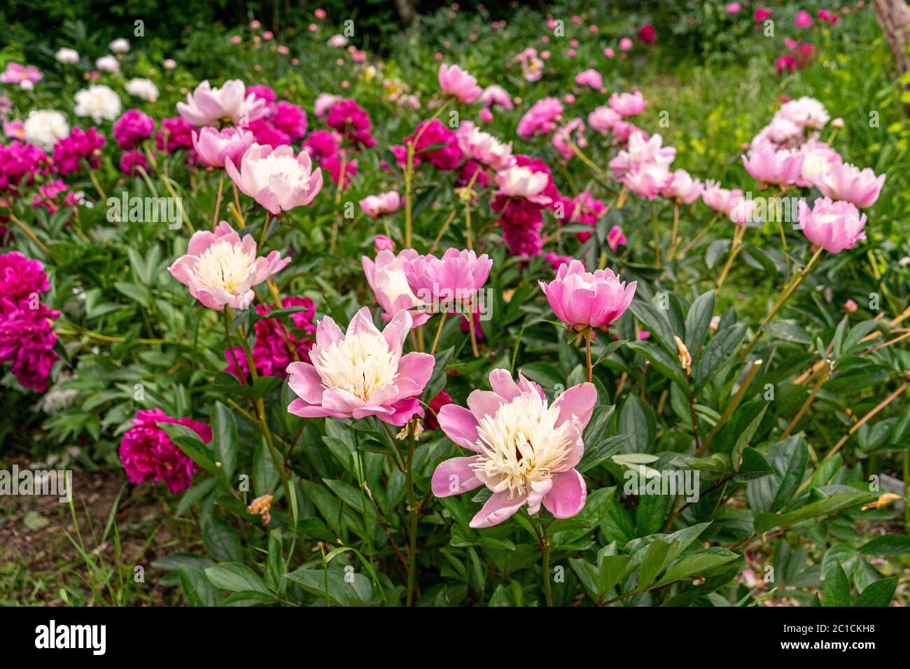 Colourful peonies growing in the garden Stock Photo - Alamy