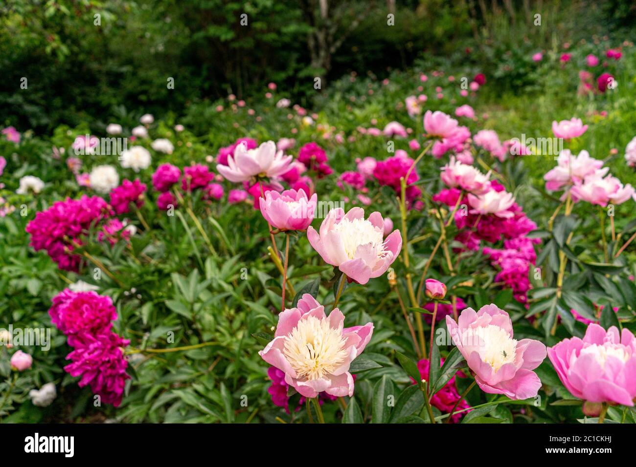 Colourful peonies growing in the garden Stock Photo - Alamy