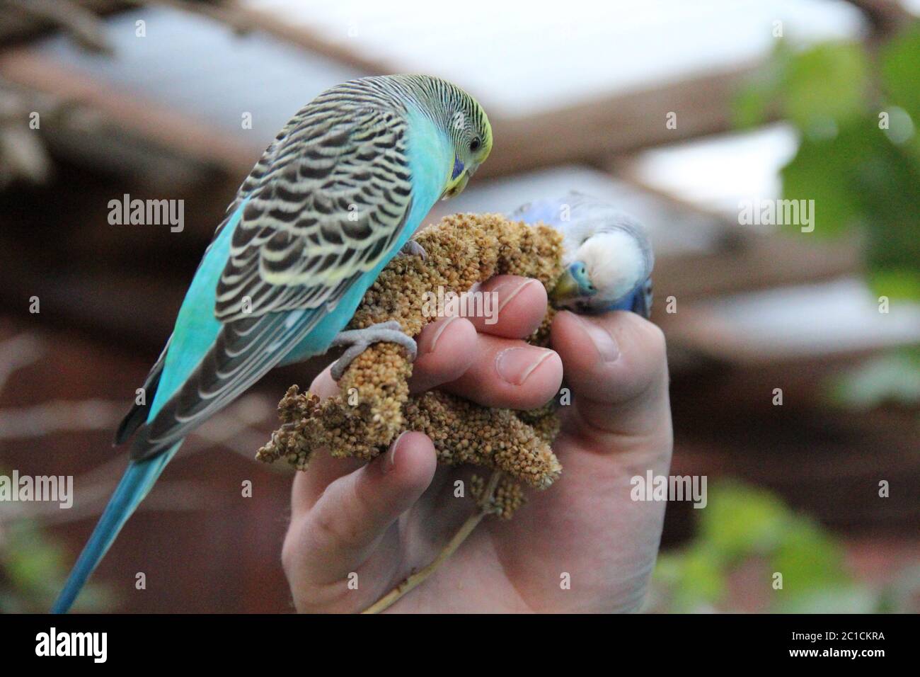 Wave parakeet sits on the hand and eats piston millet Stock Photo - Alamy