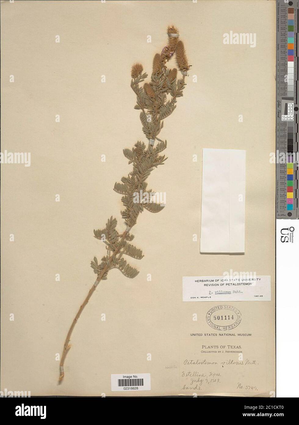 Dalea villosa hi-res stock photography and images - Alamy