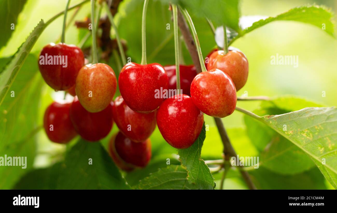 Stella cherry tree hi-res stock photography and images - Alamy
