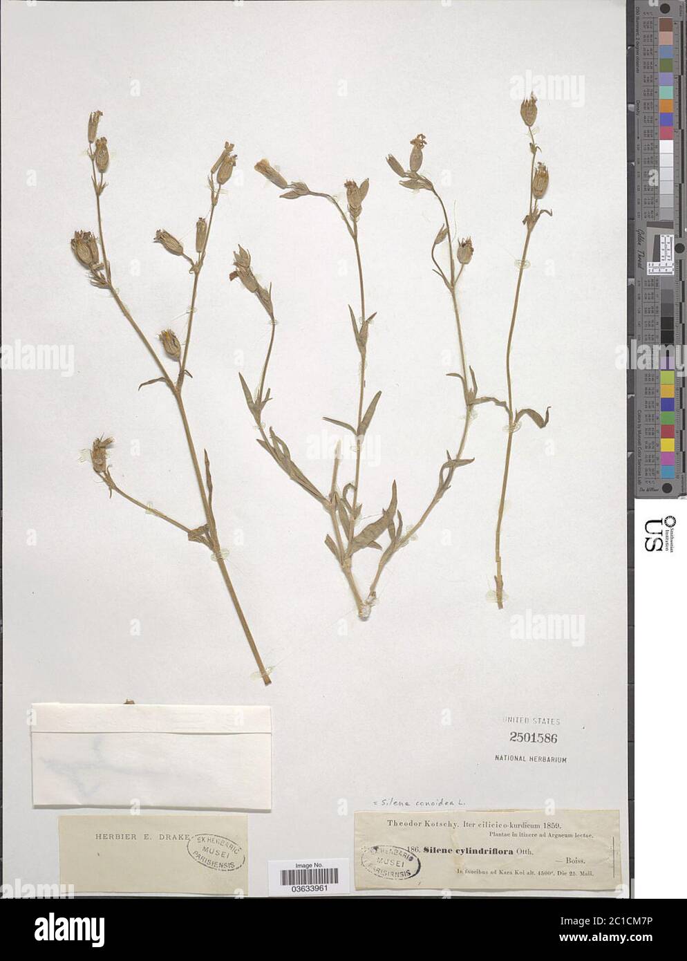 Silene conoidea hi-res stock photography and images - Alamy