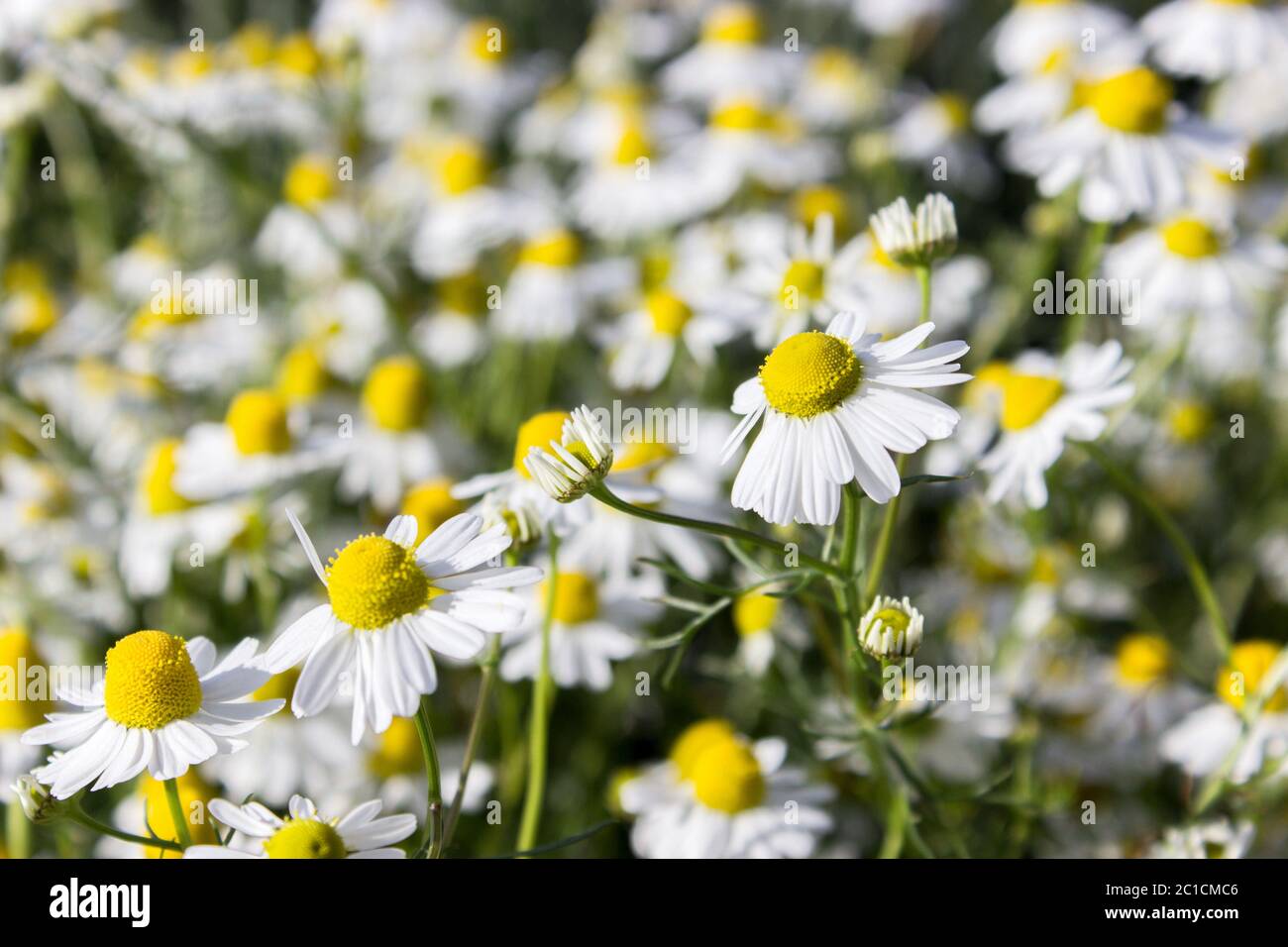 Flowers medicinal chamomile plant hi-res stock photography and images ...