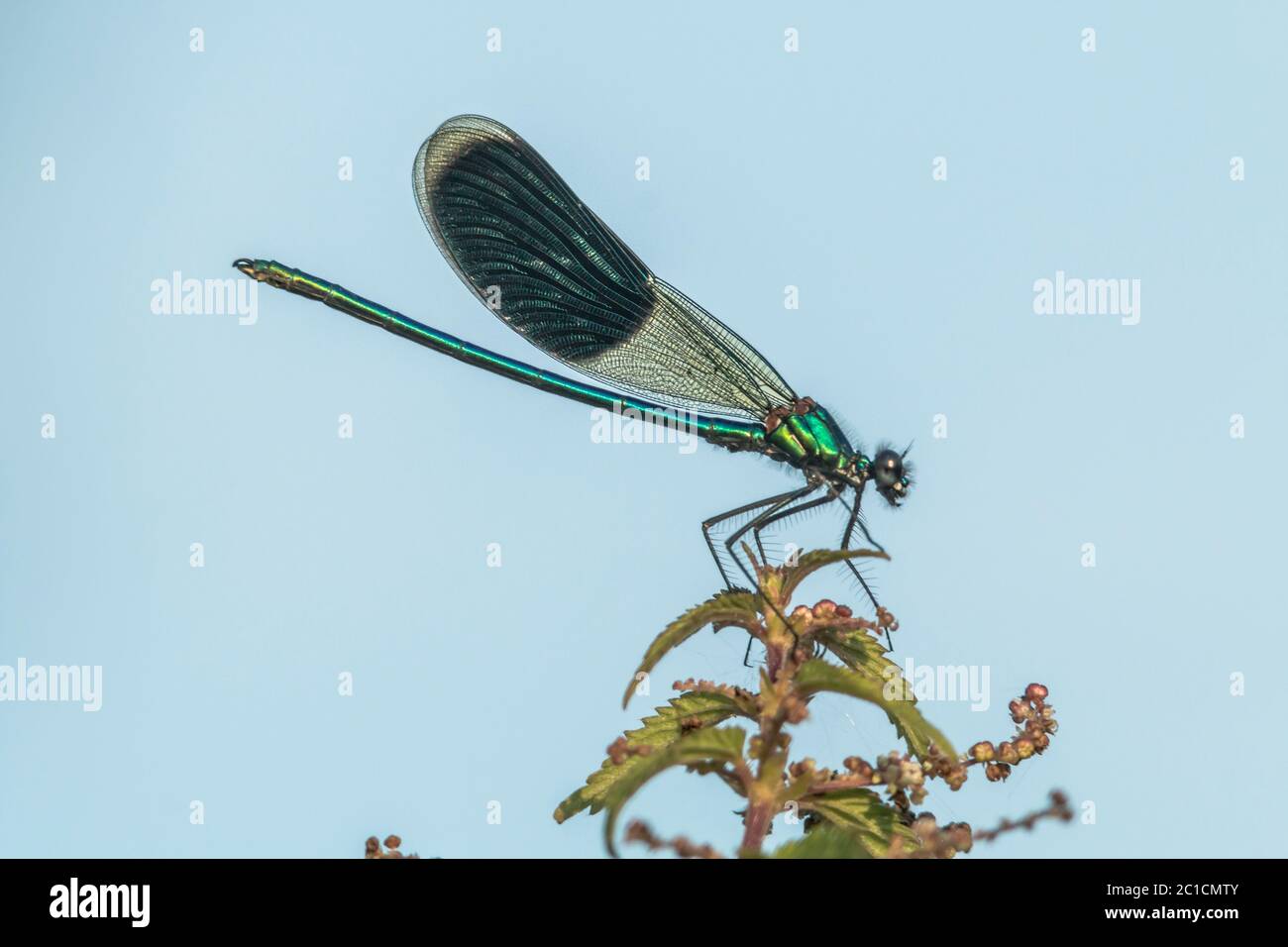 Banded magnificent dragonfly sits on a blade of grass Stock Photo - Alamy