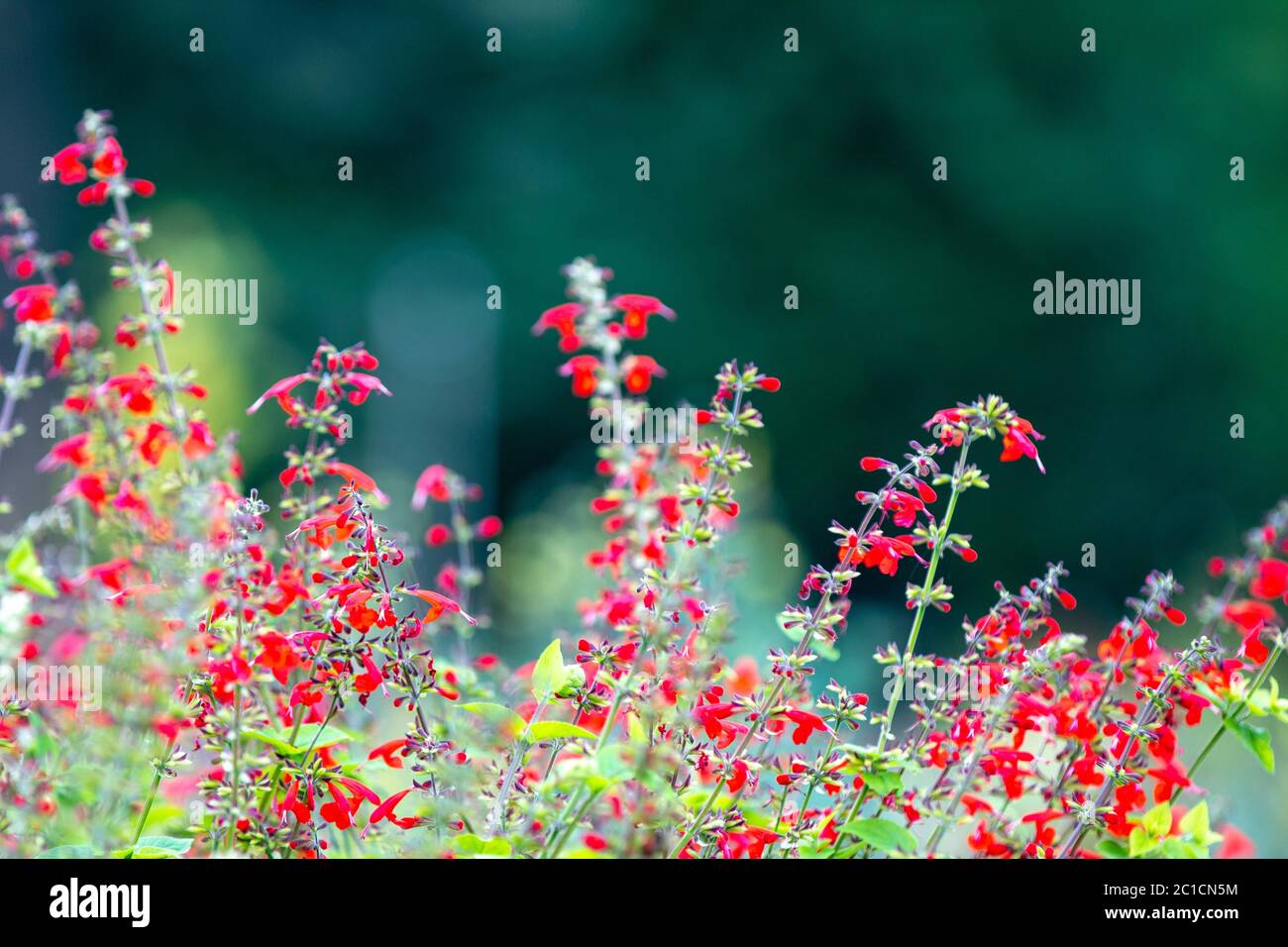 Blood sage salvia coccinea hi-res stock photography and images - Alamy