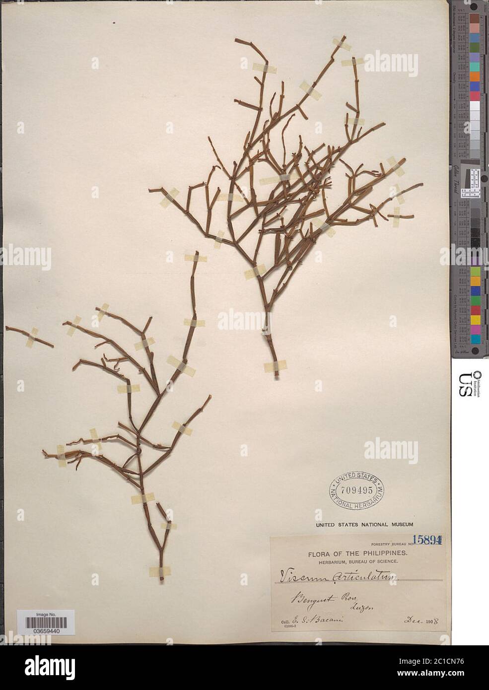 Viscum articulatum Burm f Viscum articulatum Burm f Stock Photo - Alamy