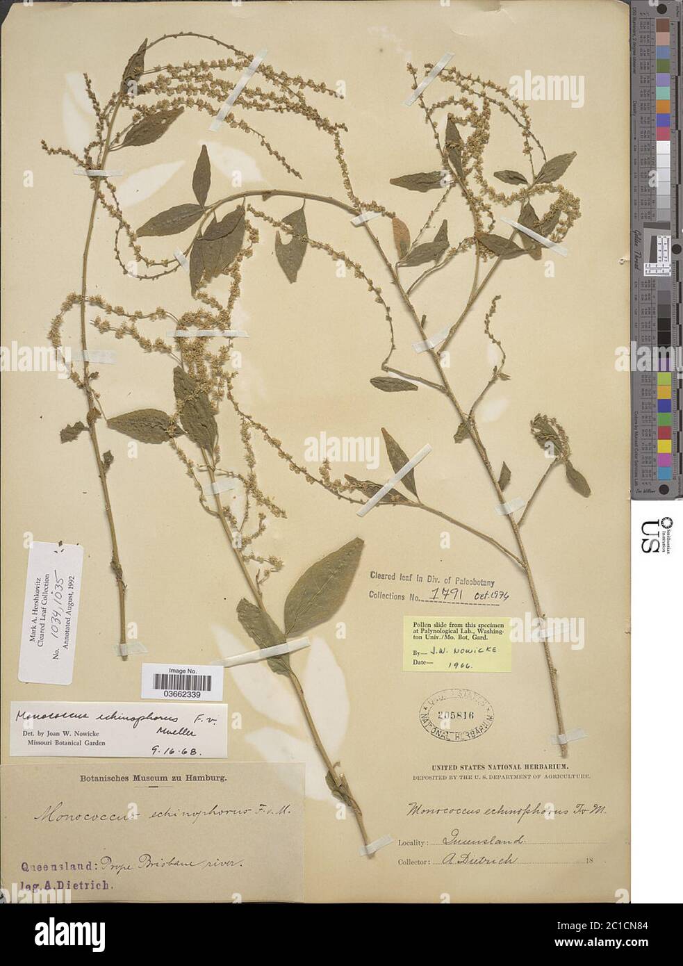 Monococcus echinophorus F Muell Monococcus echinophorus F Muell Stock ...