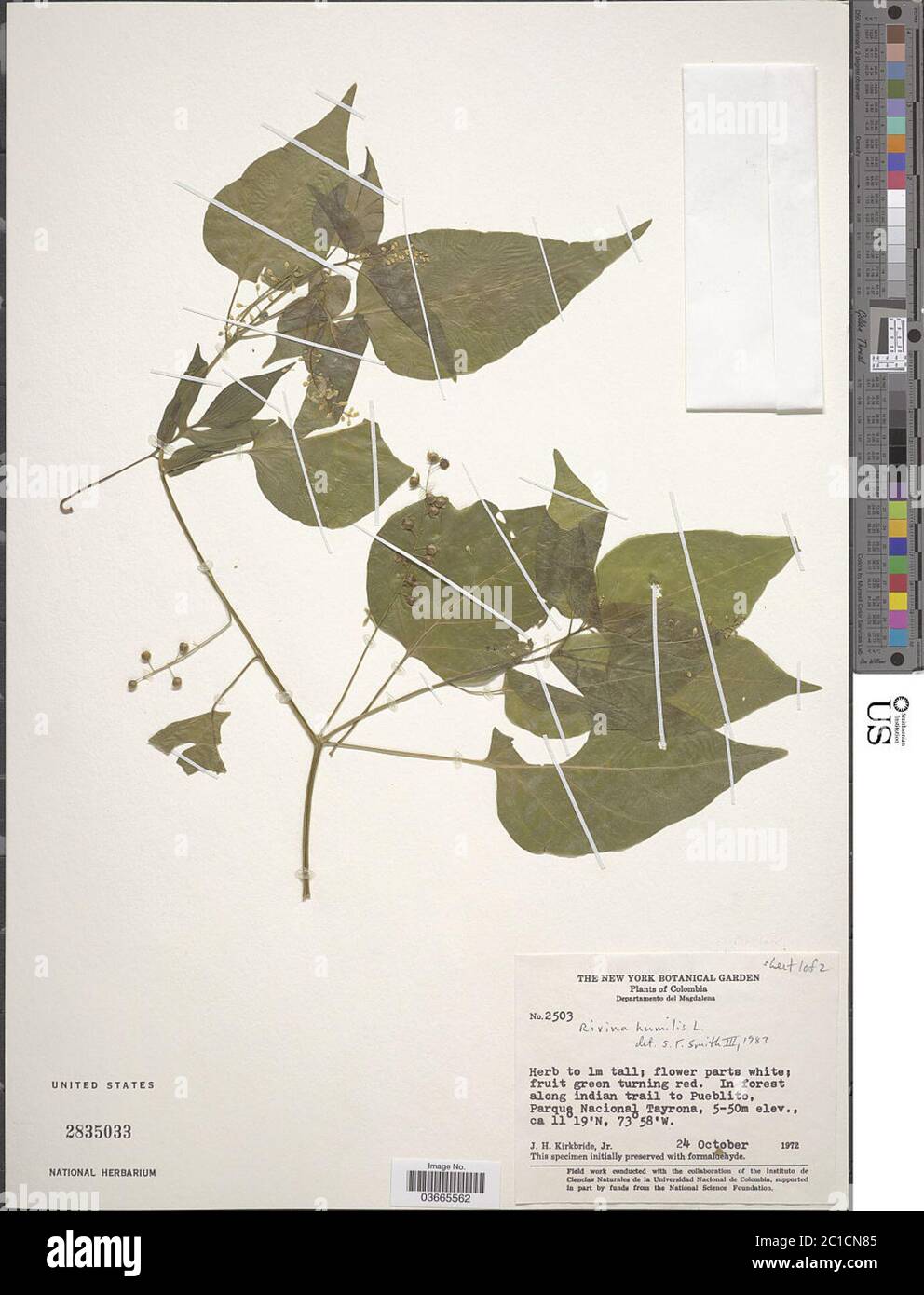 Rivina humilis l hi-res stock photography and images - Alamy