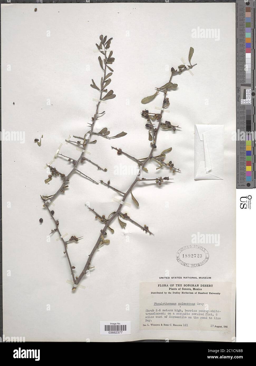 Phaulothamnus spinescens A Gray Phaulothamnus spinescens A Gray Stock ...