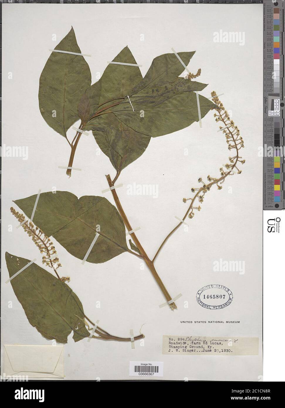 Phytolacca americana l hi-res stock photography and images - Alamy