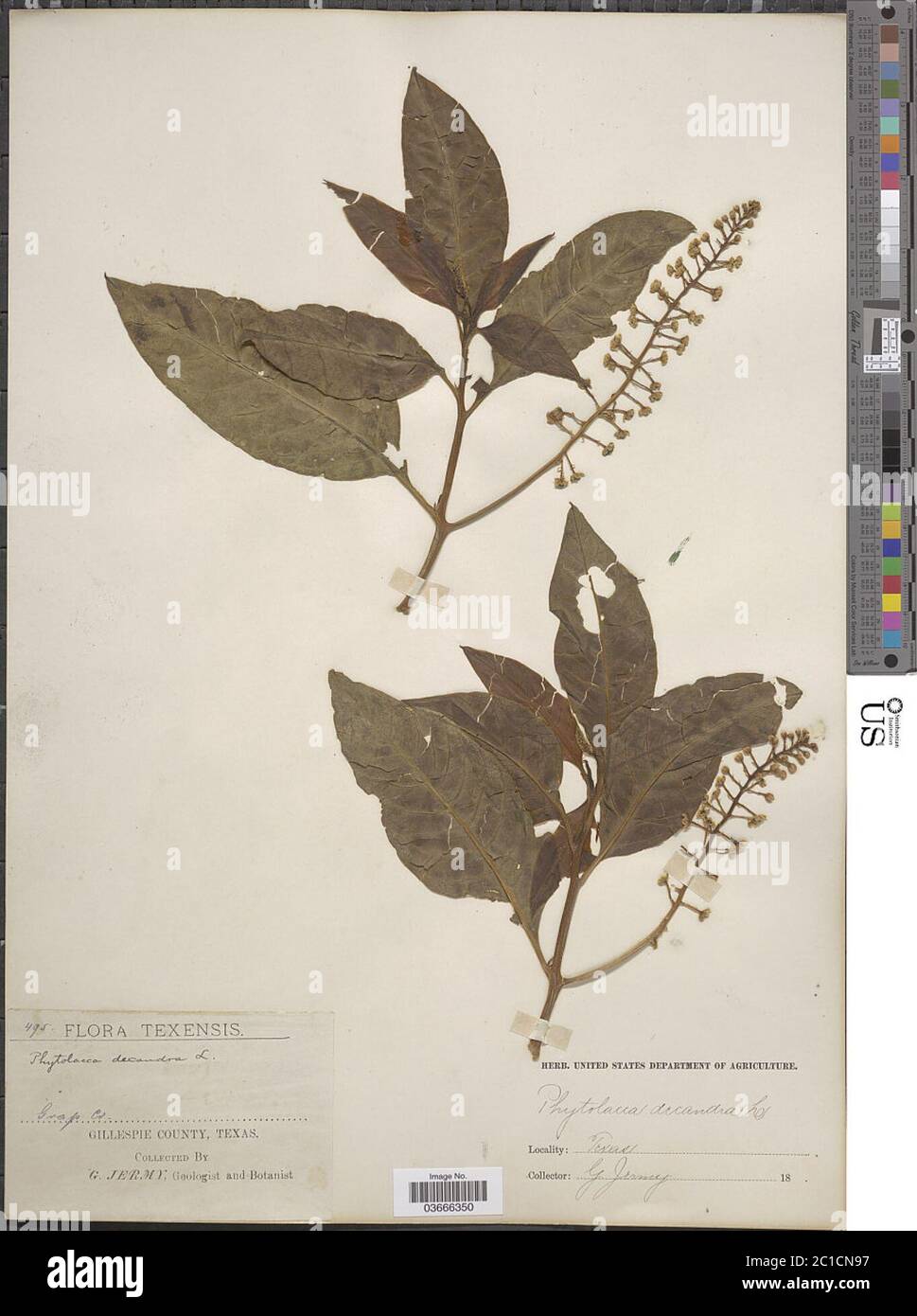 Phytolacca americana l hi-res stock photography and images - Alamy