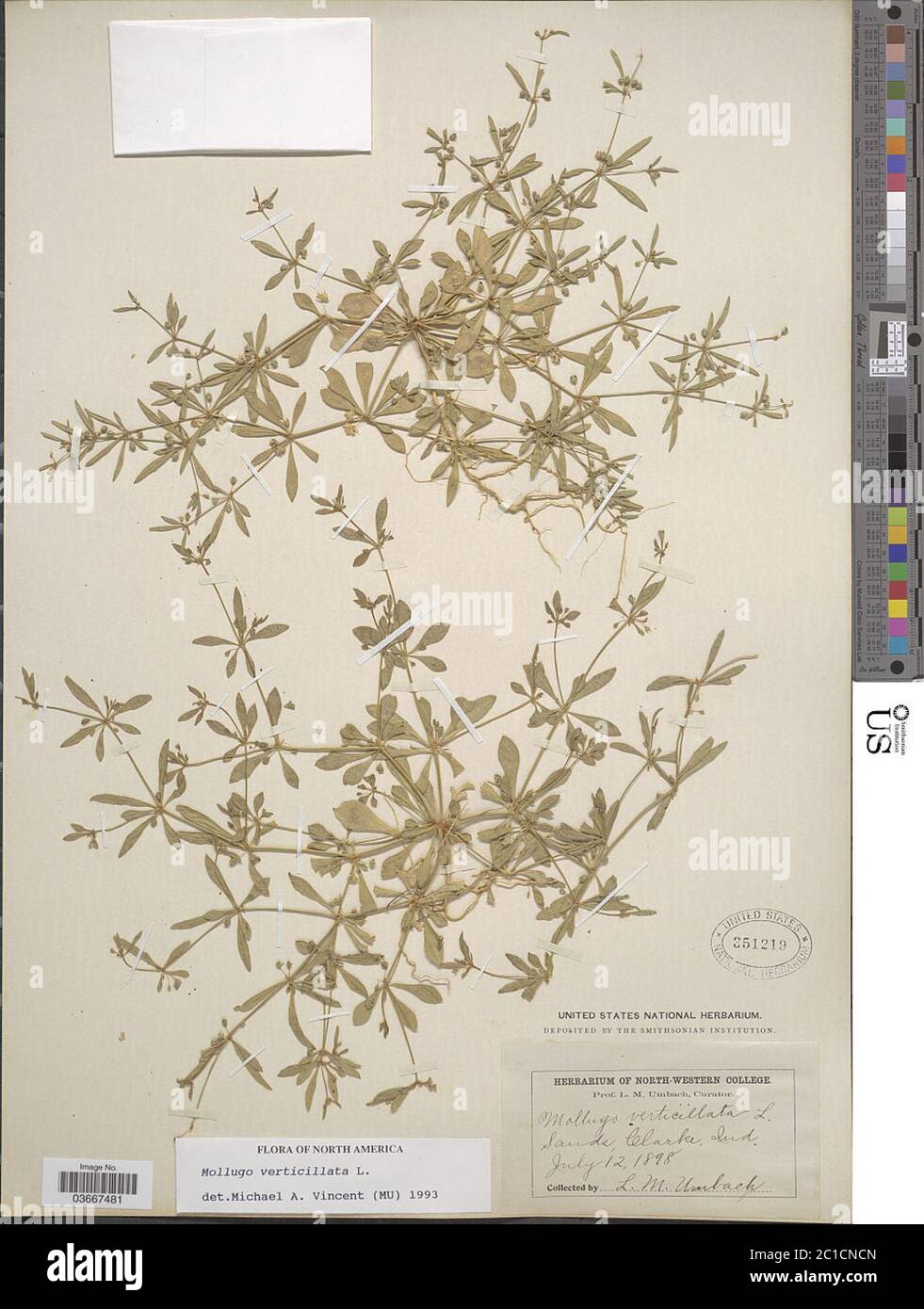 Mollugo verticillata L Mollugo verticillata L Stock Photo - Alamy