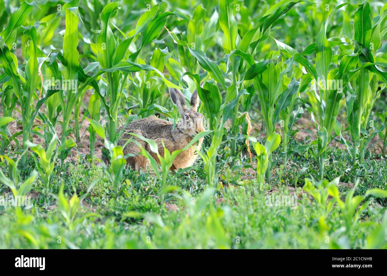 Hare hunting hi-res stock photography and images - Alamy