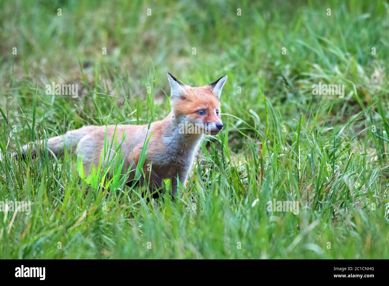Foxs corner hi-res stock photography and images - Alamy