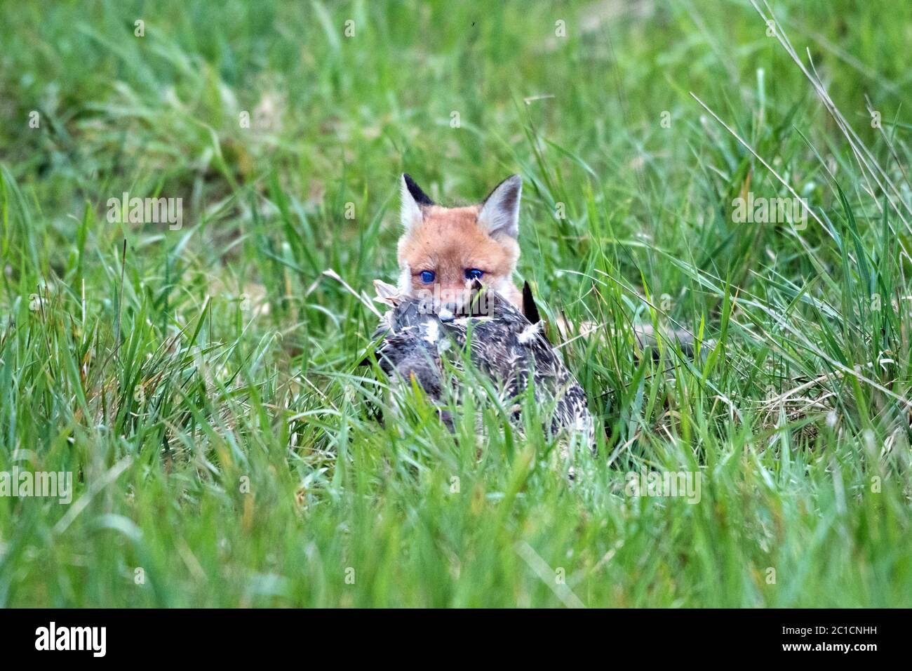 Foxs corner hi-res stock photography and images - Alamy