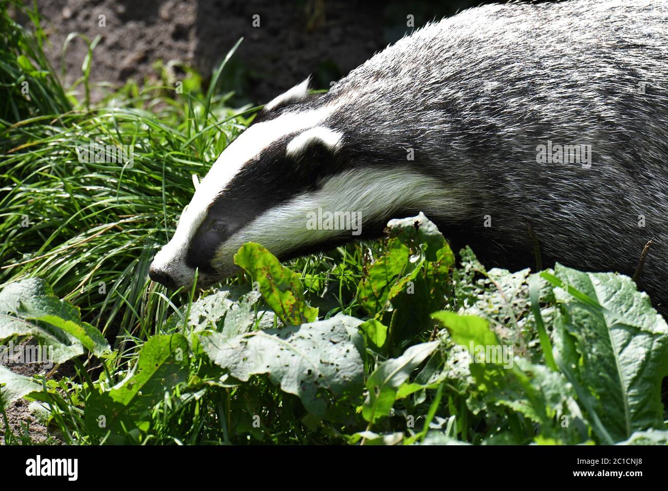 Dachs *** Local Caption *** Badger, badger in the midsummer, European ...