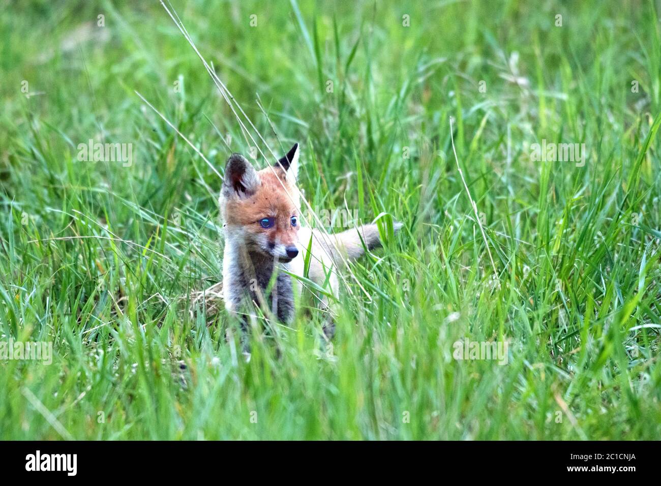 Fuchs, Jungfuchs *** Local Caption *** European fox, fox, fox in May ...