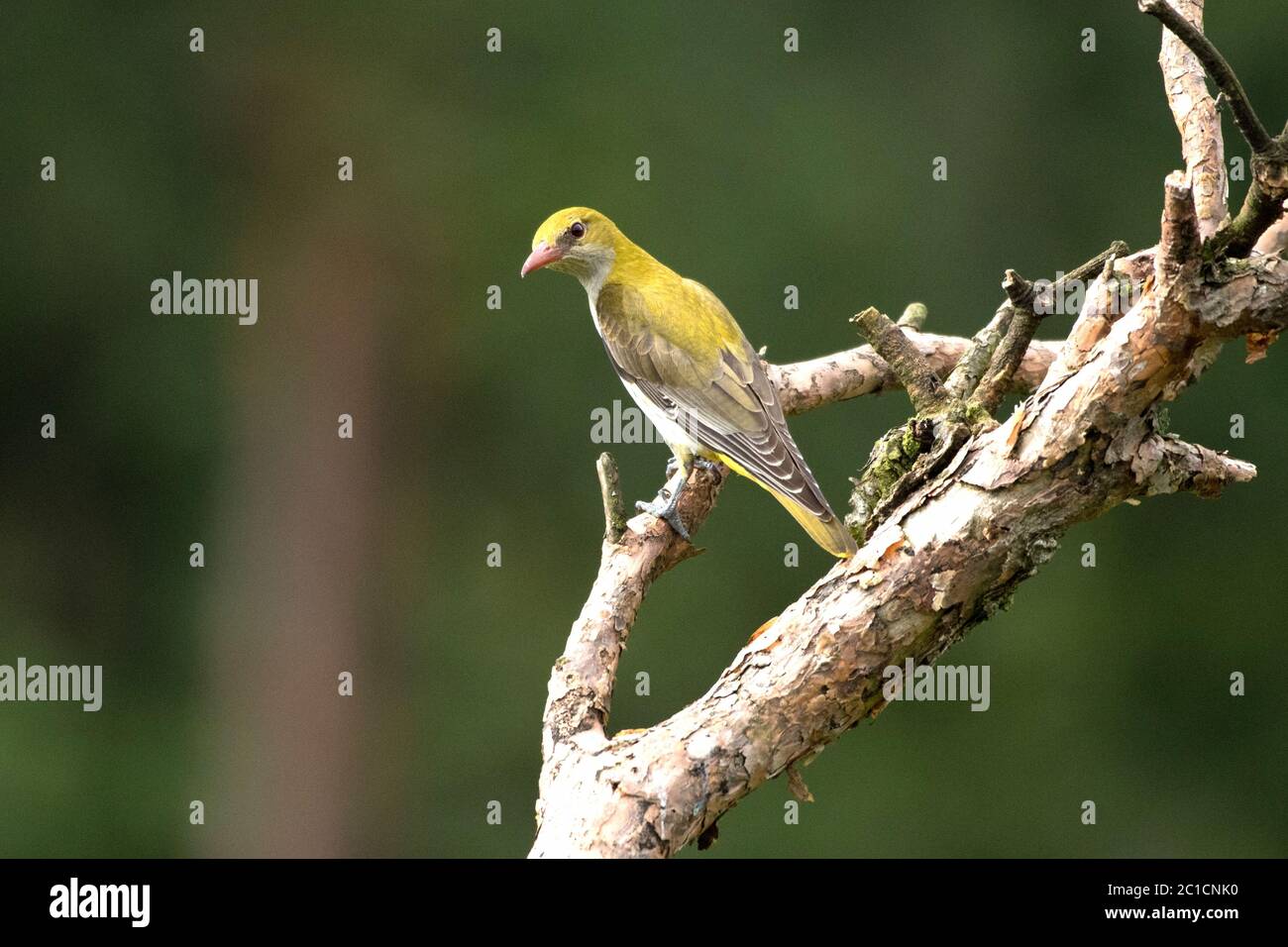 Pirol *** Local Caption *** Brood bird, Oriolus oriolus oriolus ...
