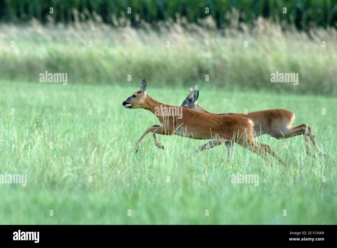 Rehe *** Local Caption *** Goat's time, rut, rut events, rutting season ...