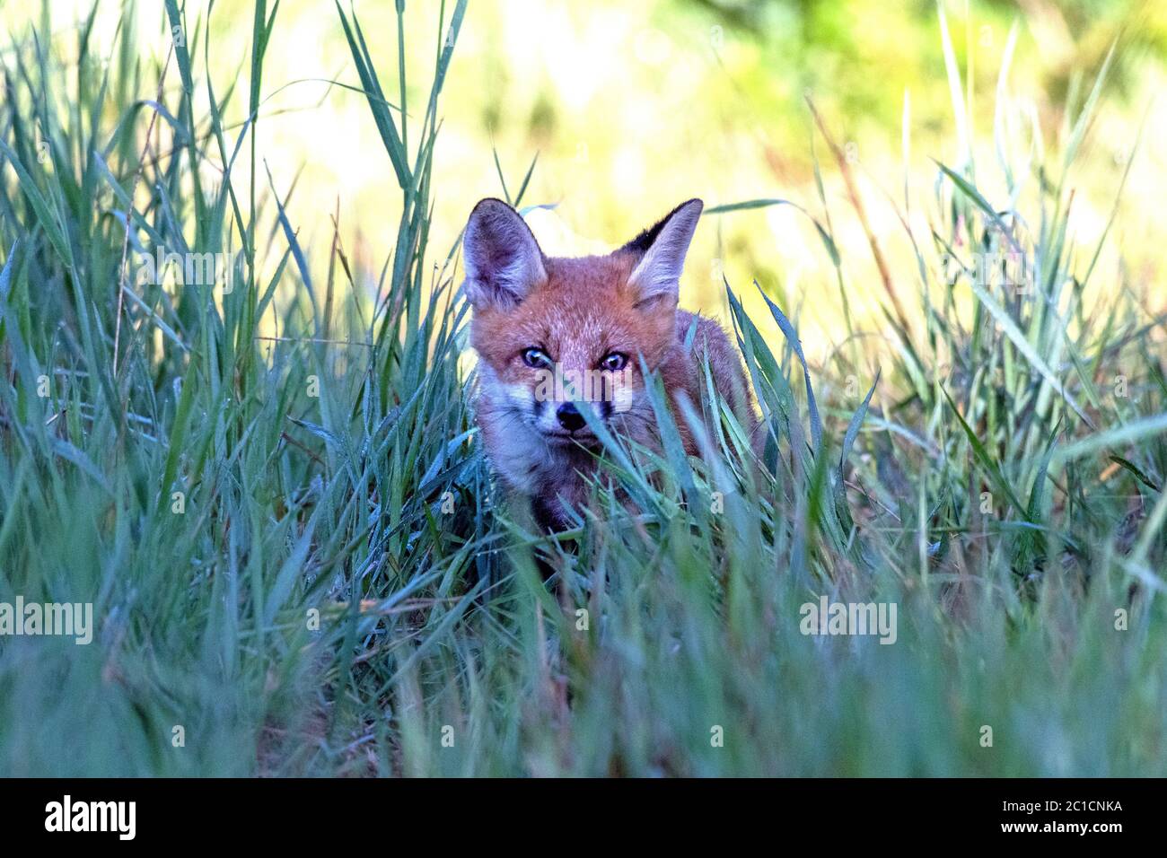 Foxs corner hi-res stock photography and images - Alamy