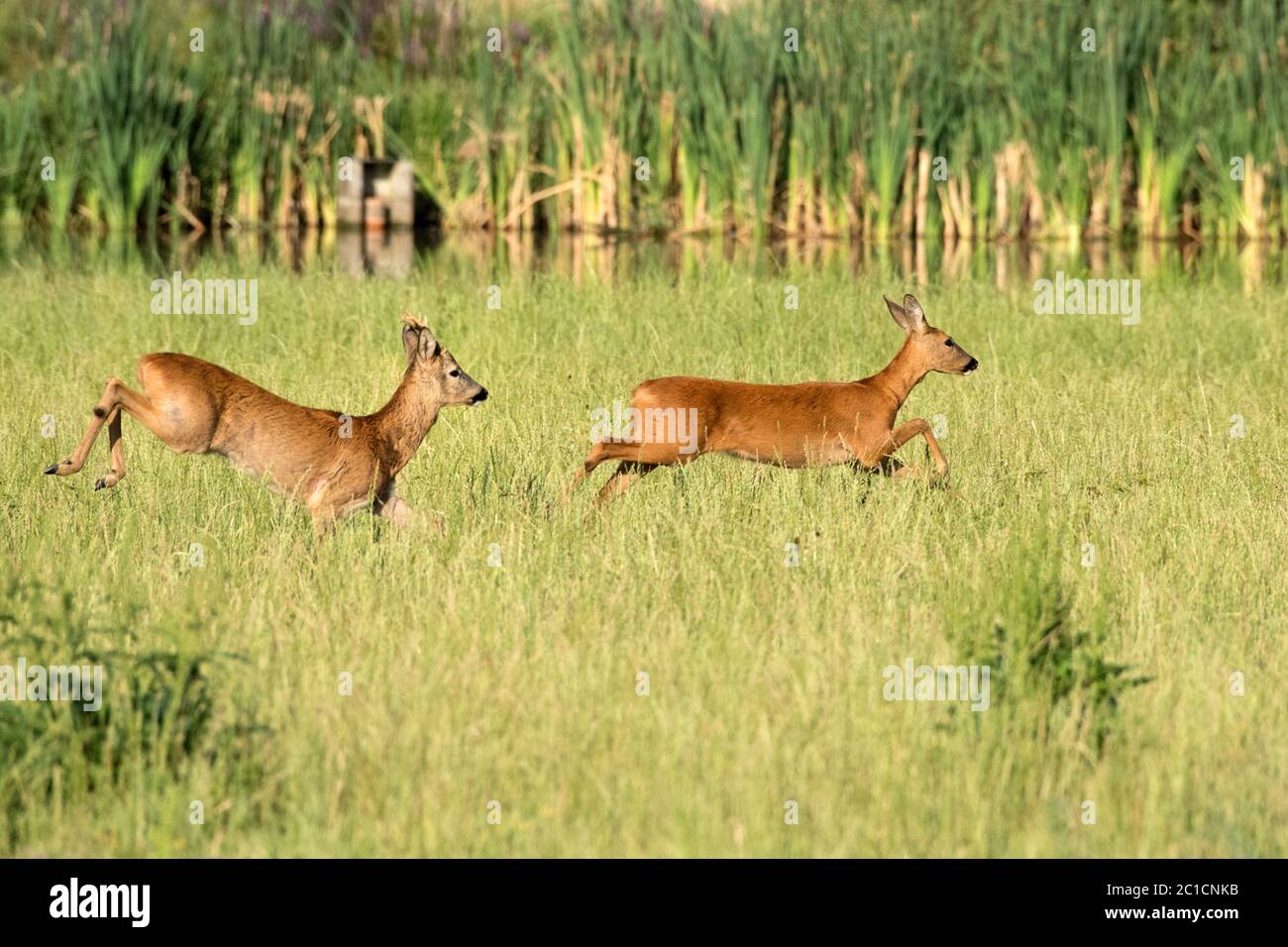 Rehe *** Local Caption *** Goat's time, rut, rut events, rutting season ...