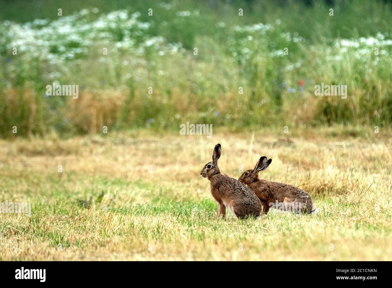 Feldhase *** Local Caption *** The crooked, field hare, field hare in ...
