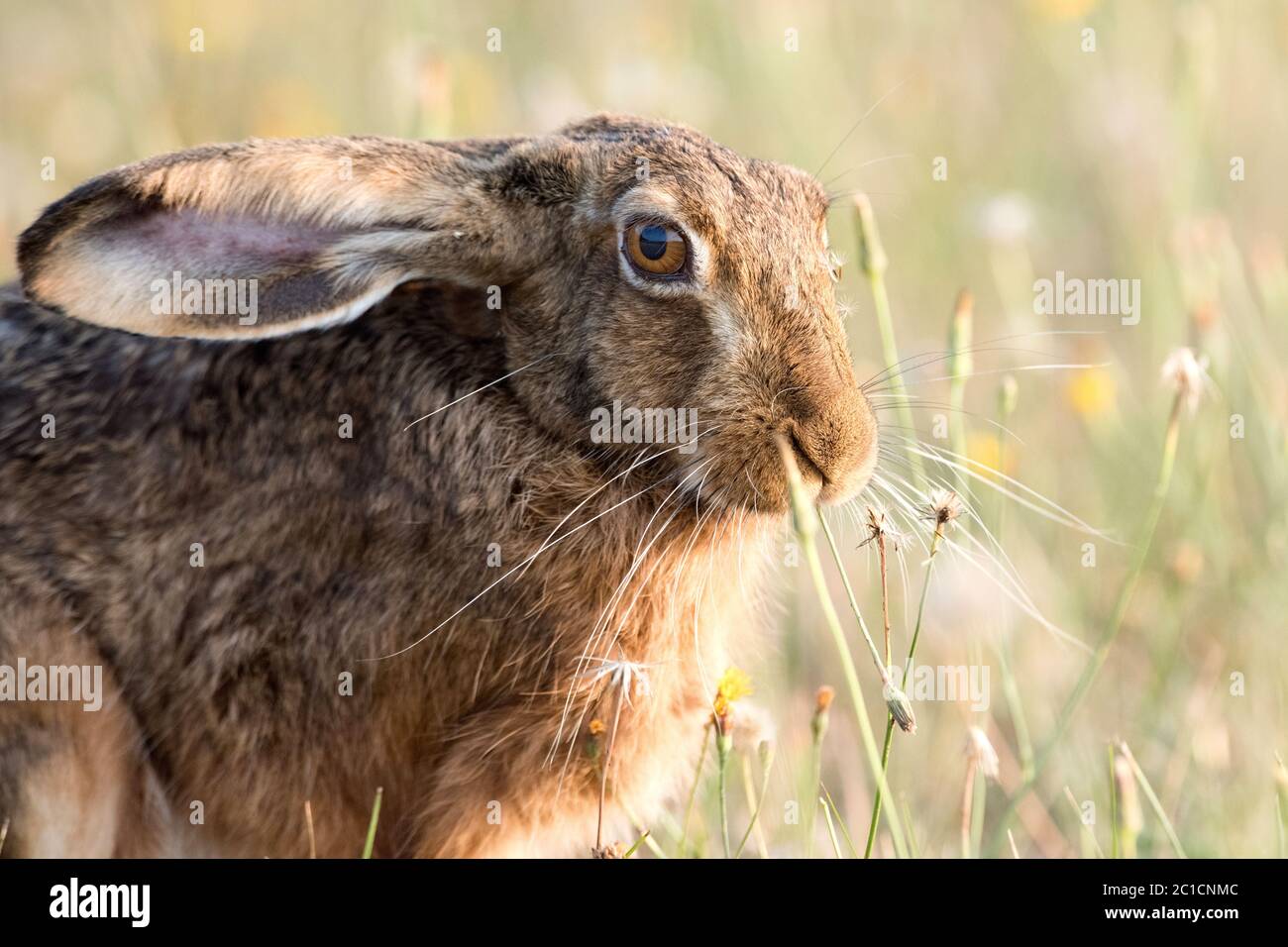 Field hare in flower meadow rodent hi-res stock photography and images ...