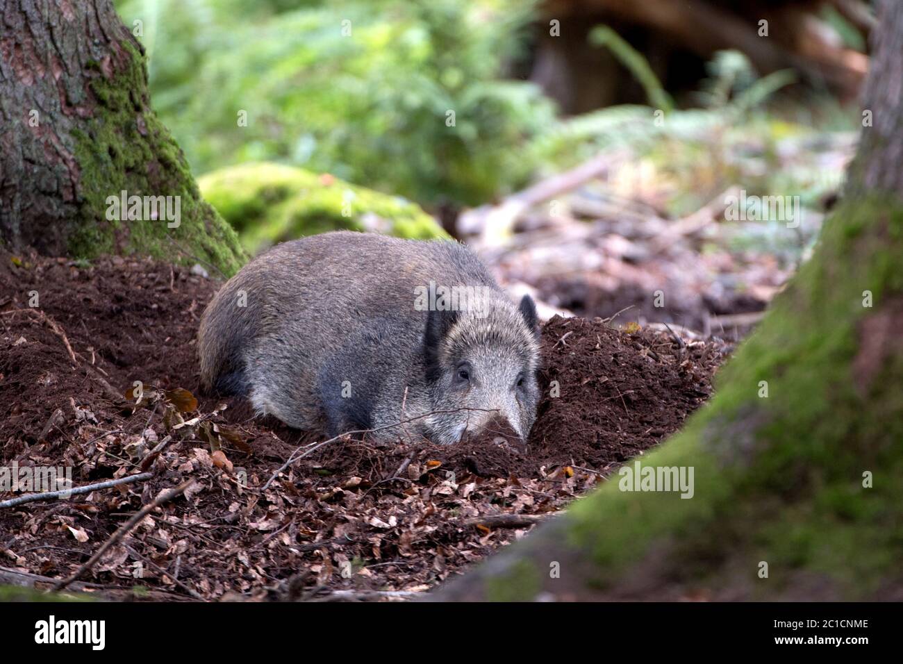 Wildschweine *** Local Caption *** Pigs, beech mast, Buchenwald, real ...