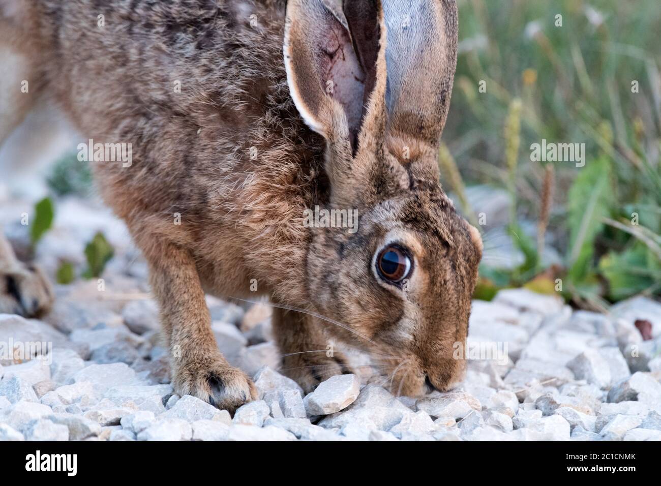 Feldhase *** Local Caption *** The crooked, field hare, field hare in ...