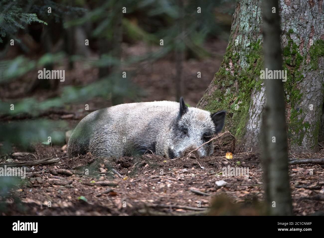 Wildschweine *** Local Caption *** Pigs, beech mast, Buchenwald, real ...
