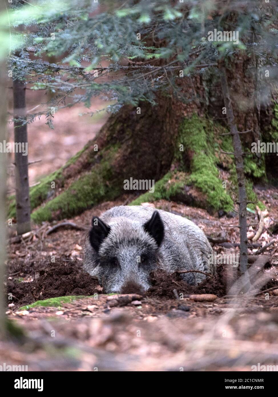 Inserted making a mess hi-res stock photography and images - Alamy