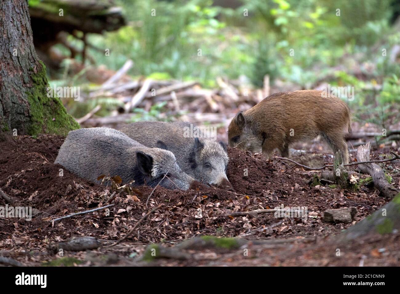 Wildschweine *** Local Caption *** Pigs, beech mast, Buchenwald, real ...