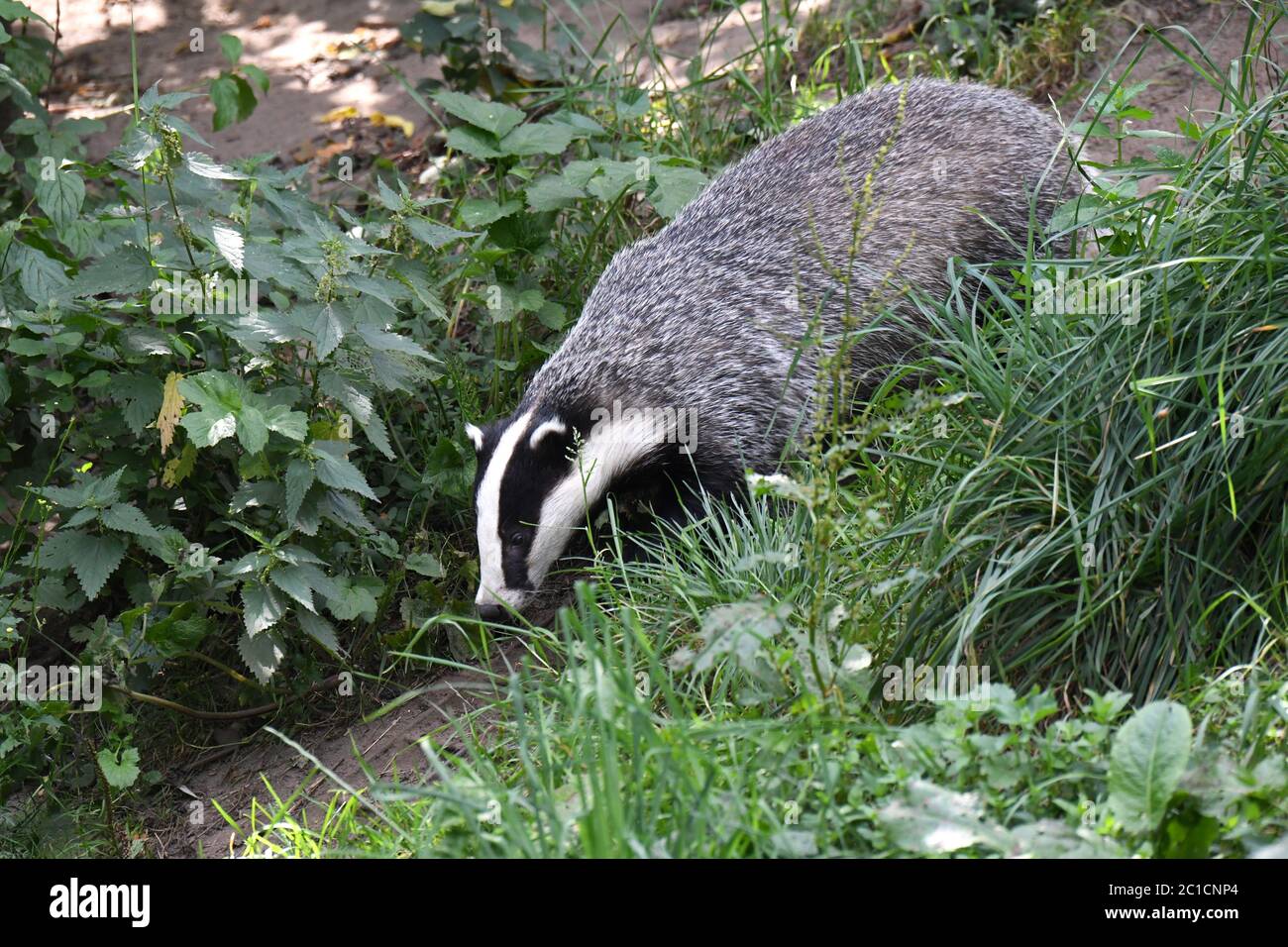 Meles mele hi-res stock photography and images - Alamy